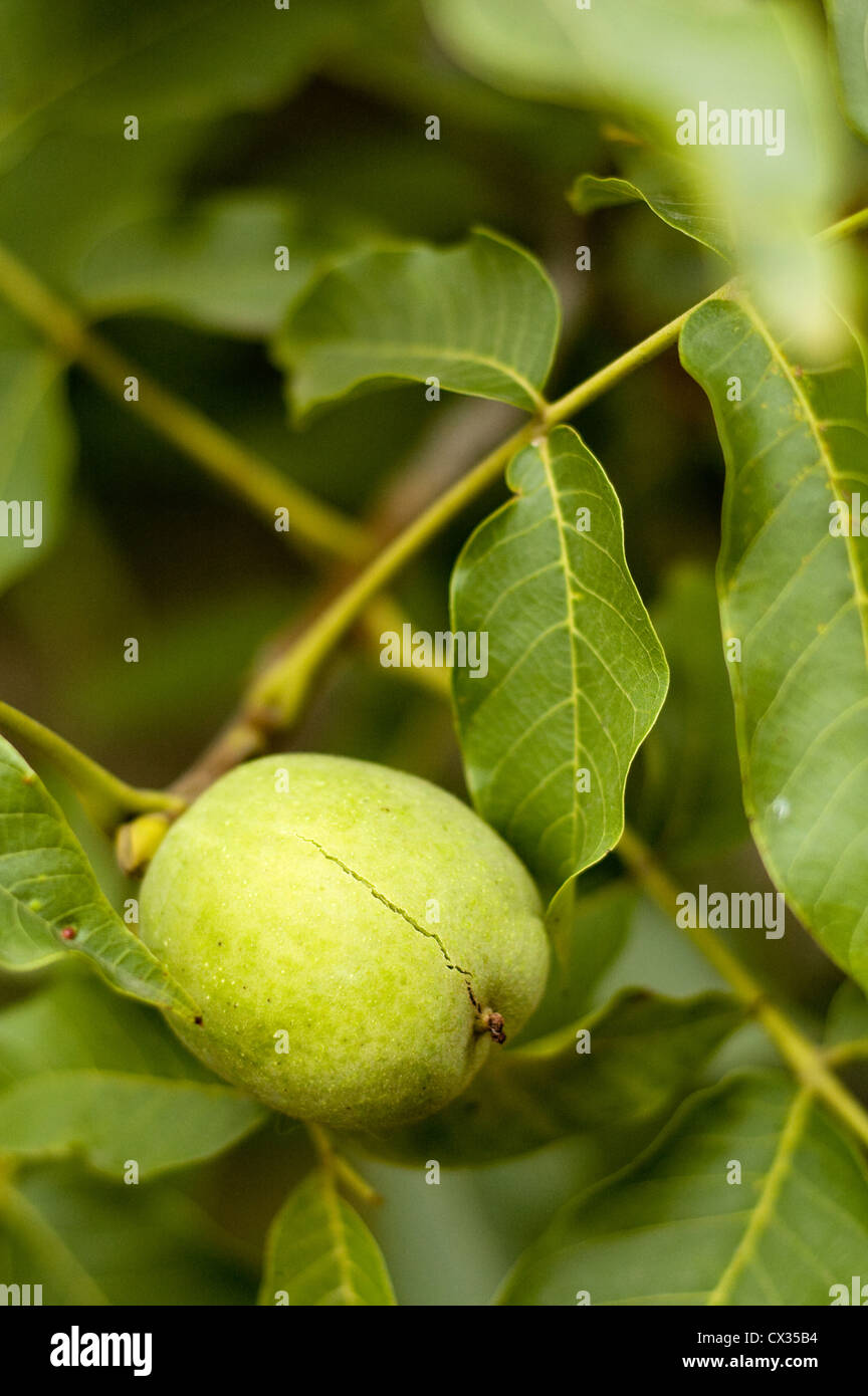 Green walnut growing on a tree close up Stock Photo - Alamy