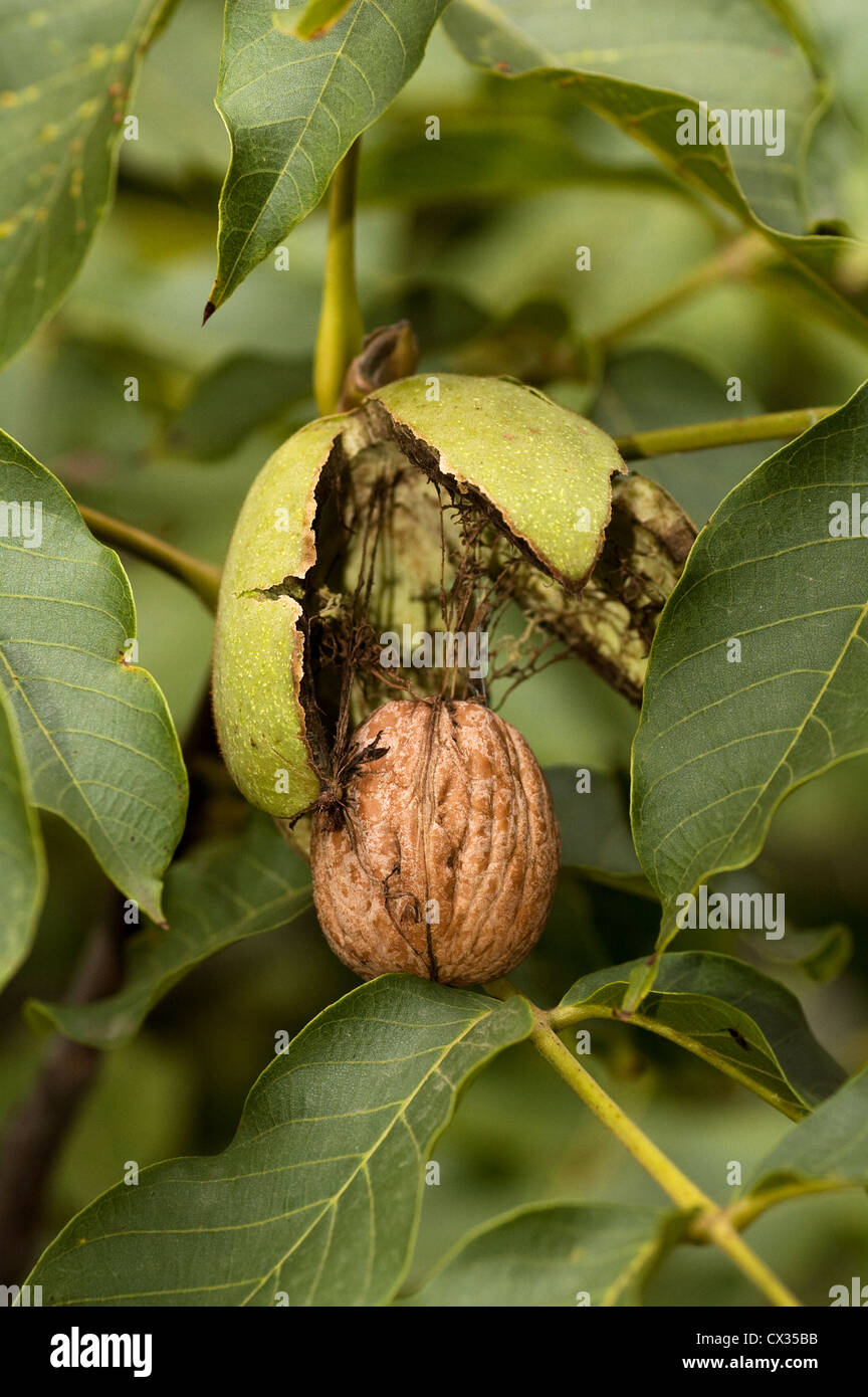 Circassian hi-res stock photography and images - Alamy