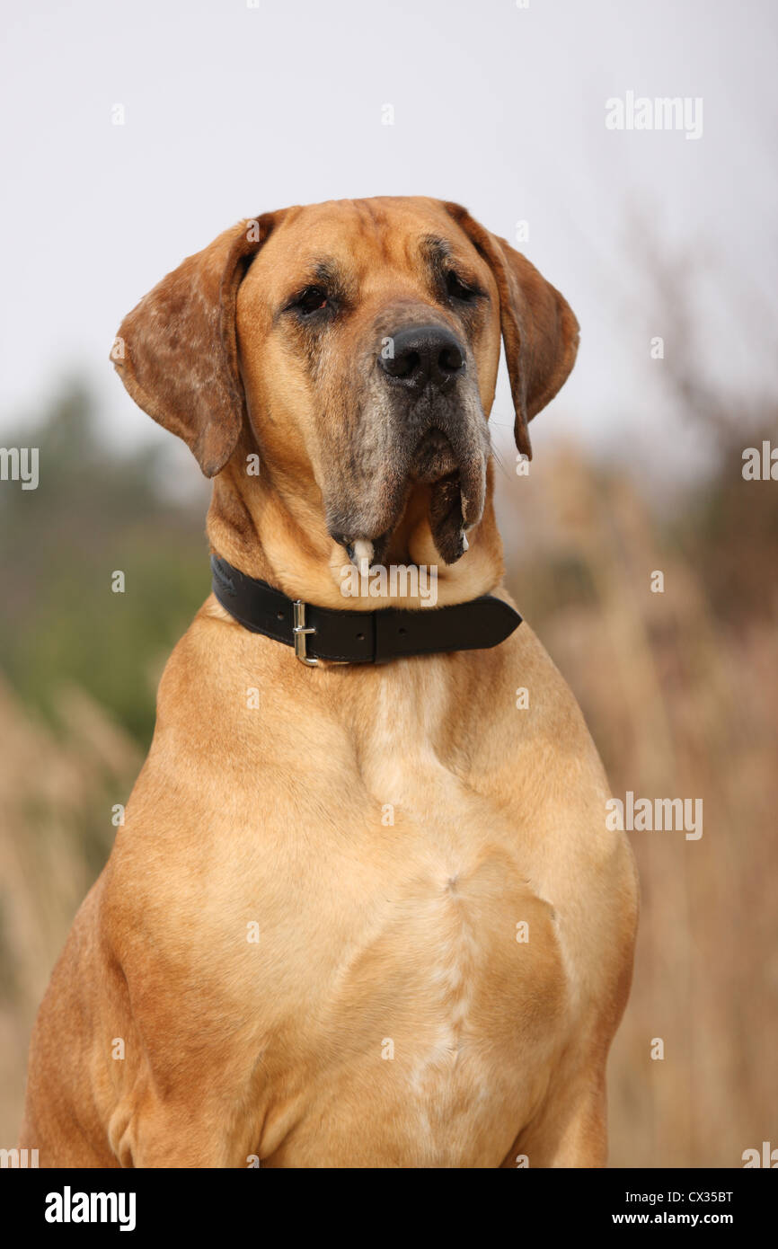 old Great Dane Stock Photo - Alamy
