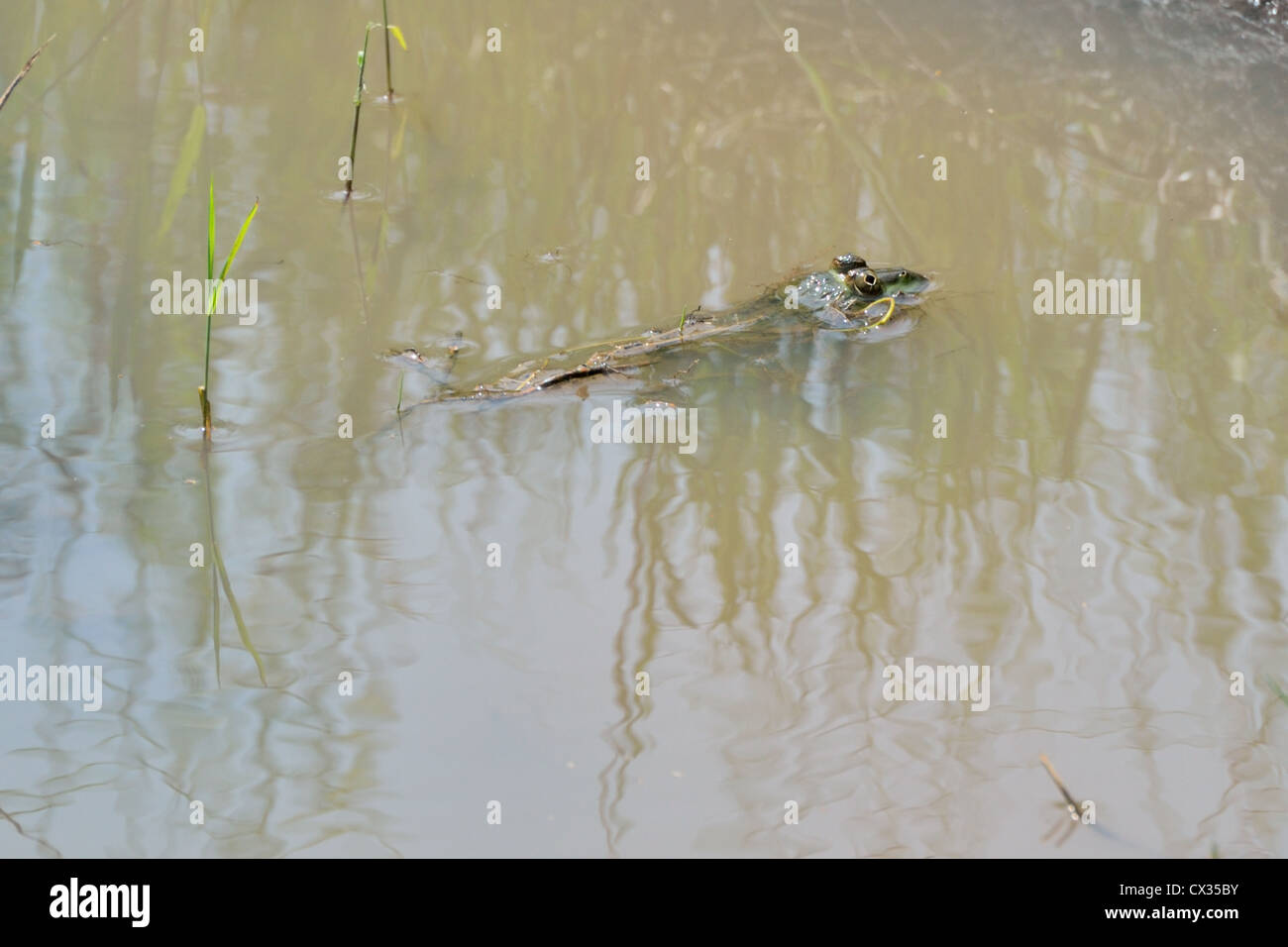 African Bull Frog Stock Photo - Alamy