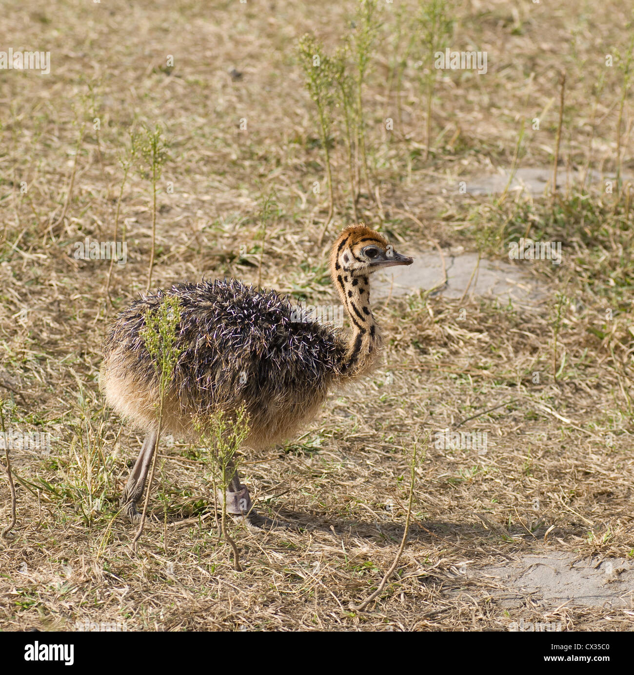 Baby ostrich hi-res stock photography and images - Alamy