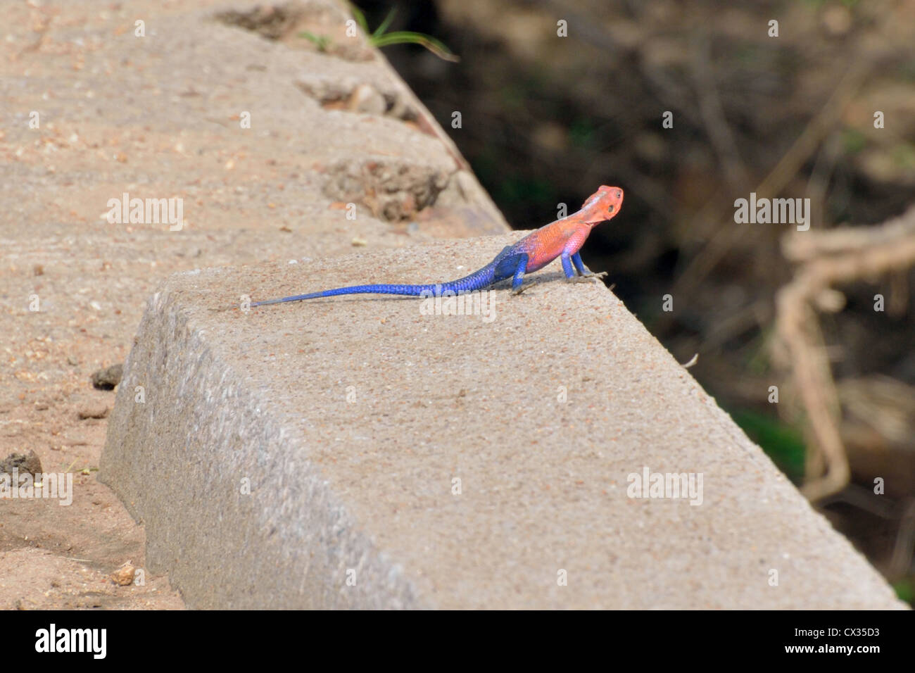 Common Agama Lizard Stock Photo - Alamy