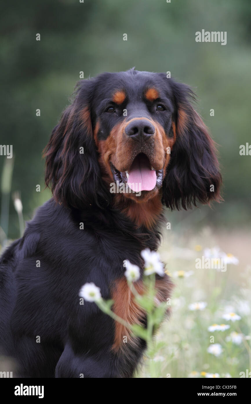 Gordon Setter Portrait Stock Photo - Alamy