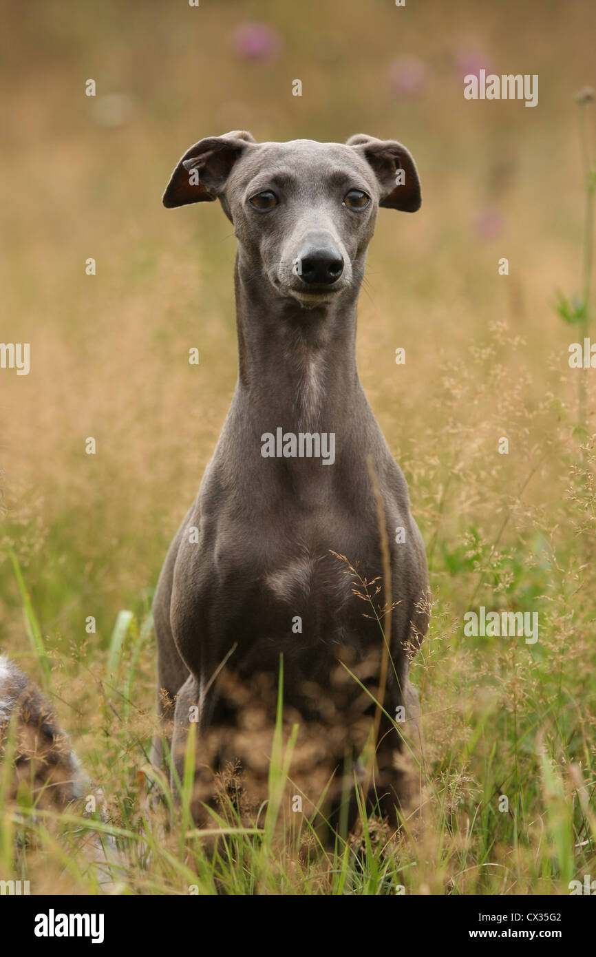 Piccolo italian greyhound hi-res stock photography and images - Alamy