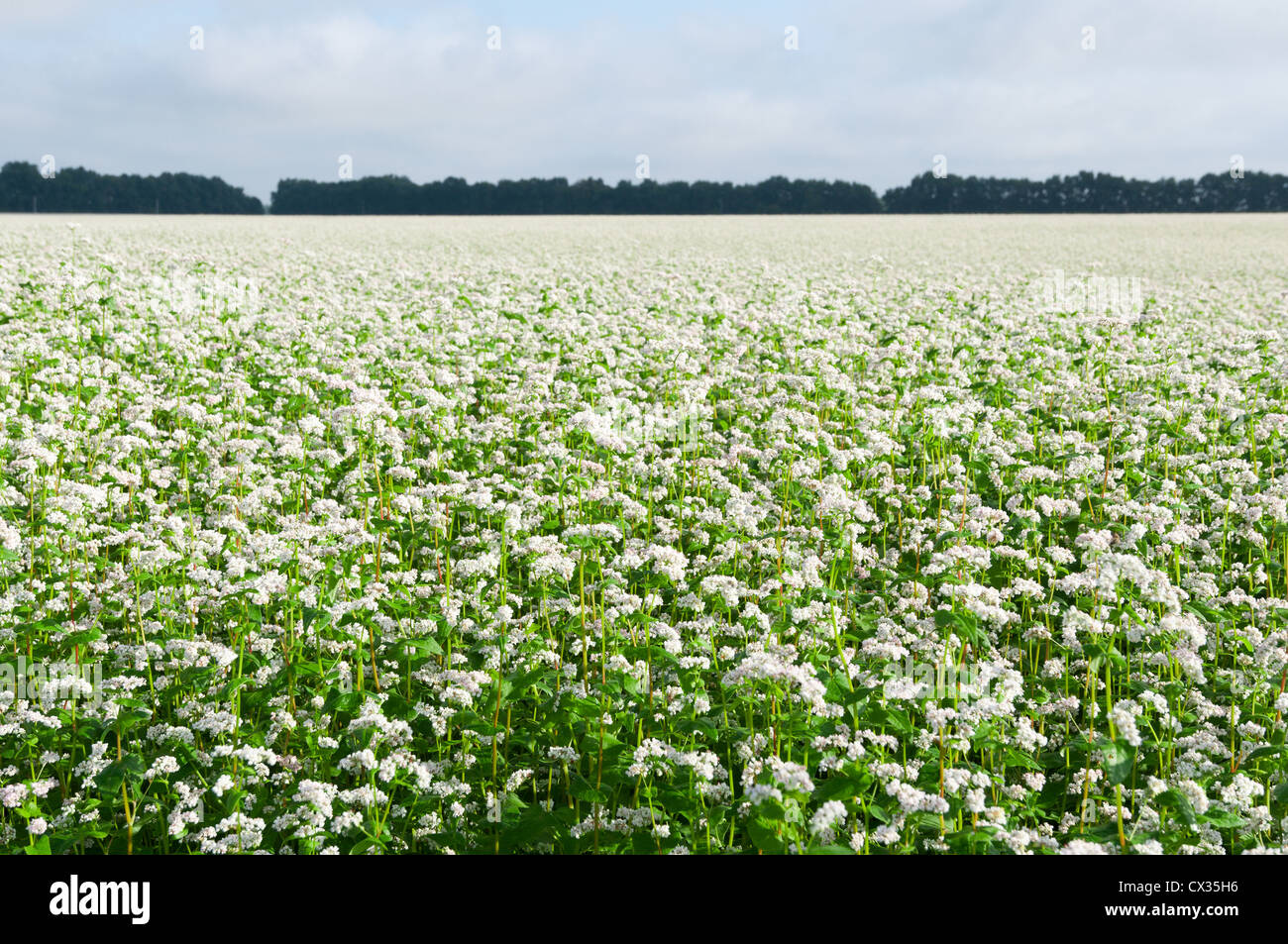 Green soba or buckwheat blooming field photo Stock Photo - Alamy