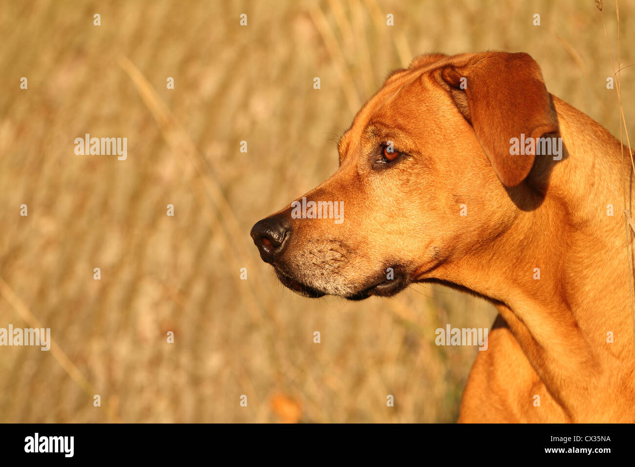 Rhodesian Ridgeback Portrait Stock Photo - Alamy