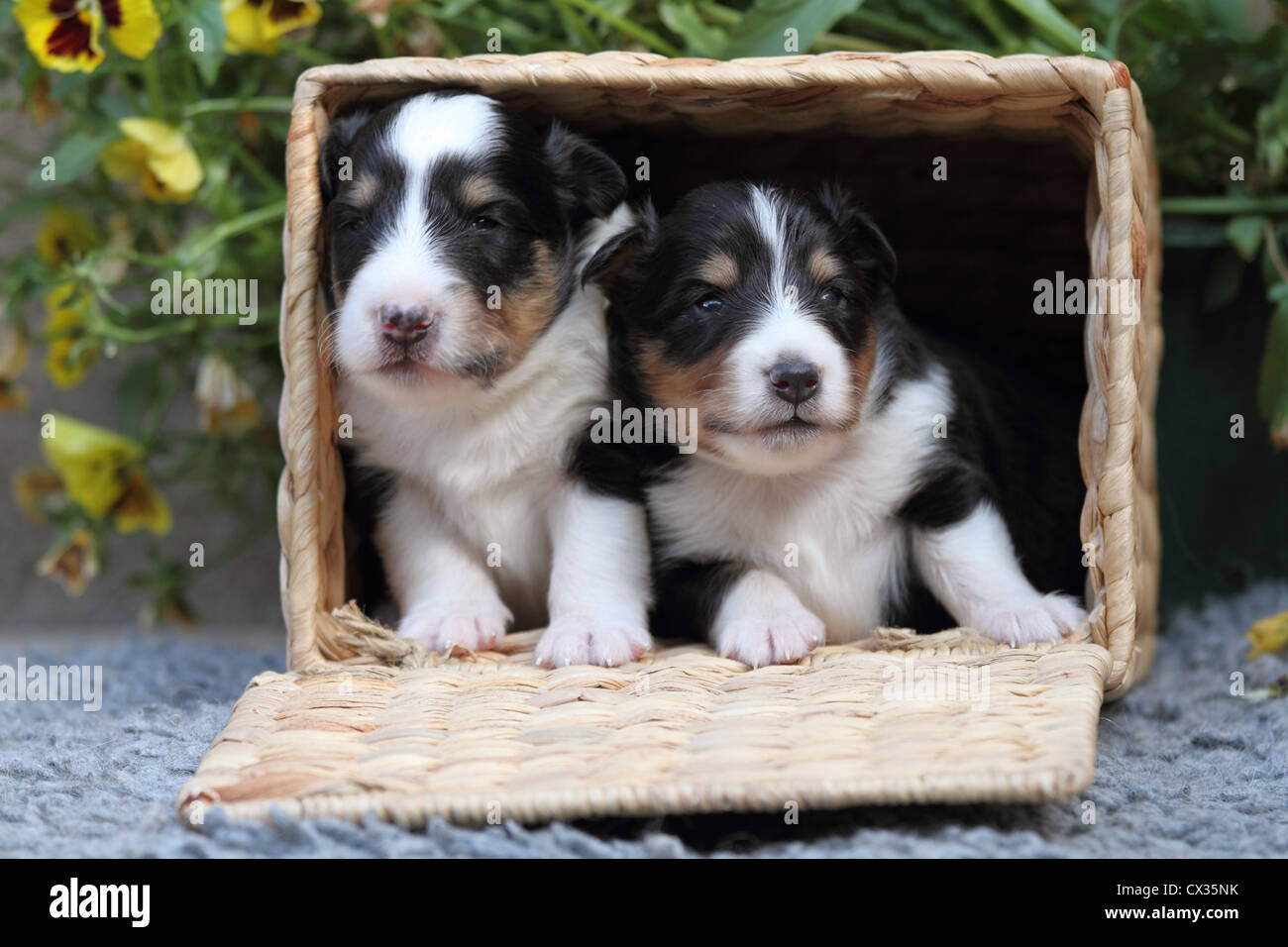 Sheepdog puppy sheepdogs puppies hi-res stock photography and images ...