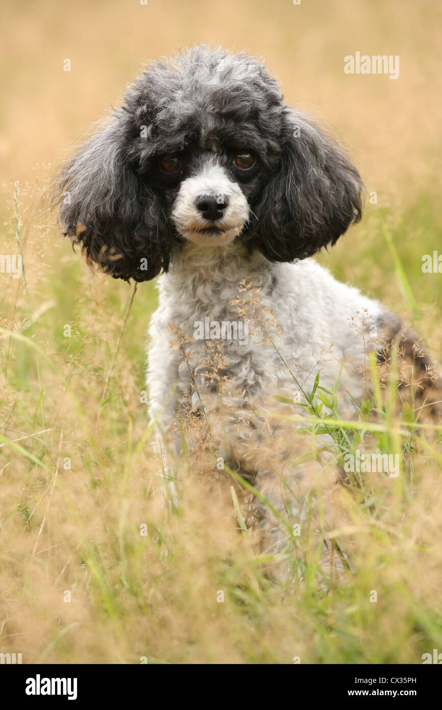 Miniature Poodle Portrait Stock Photo - Alamy