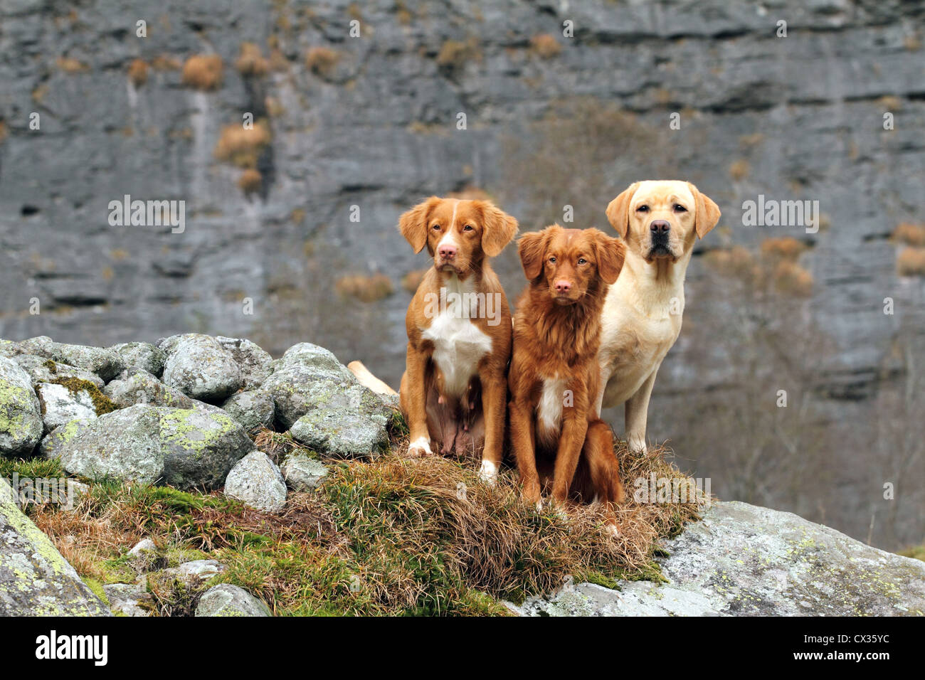 3 dogs hi-res stock photography and images - Alamy