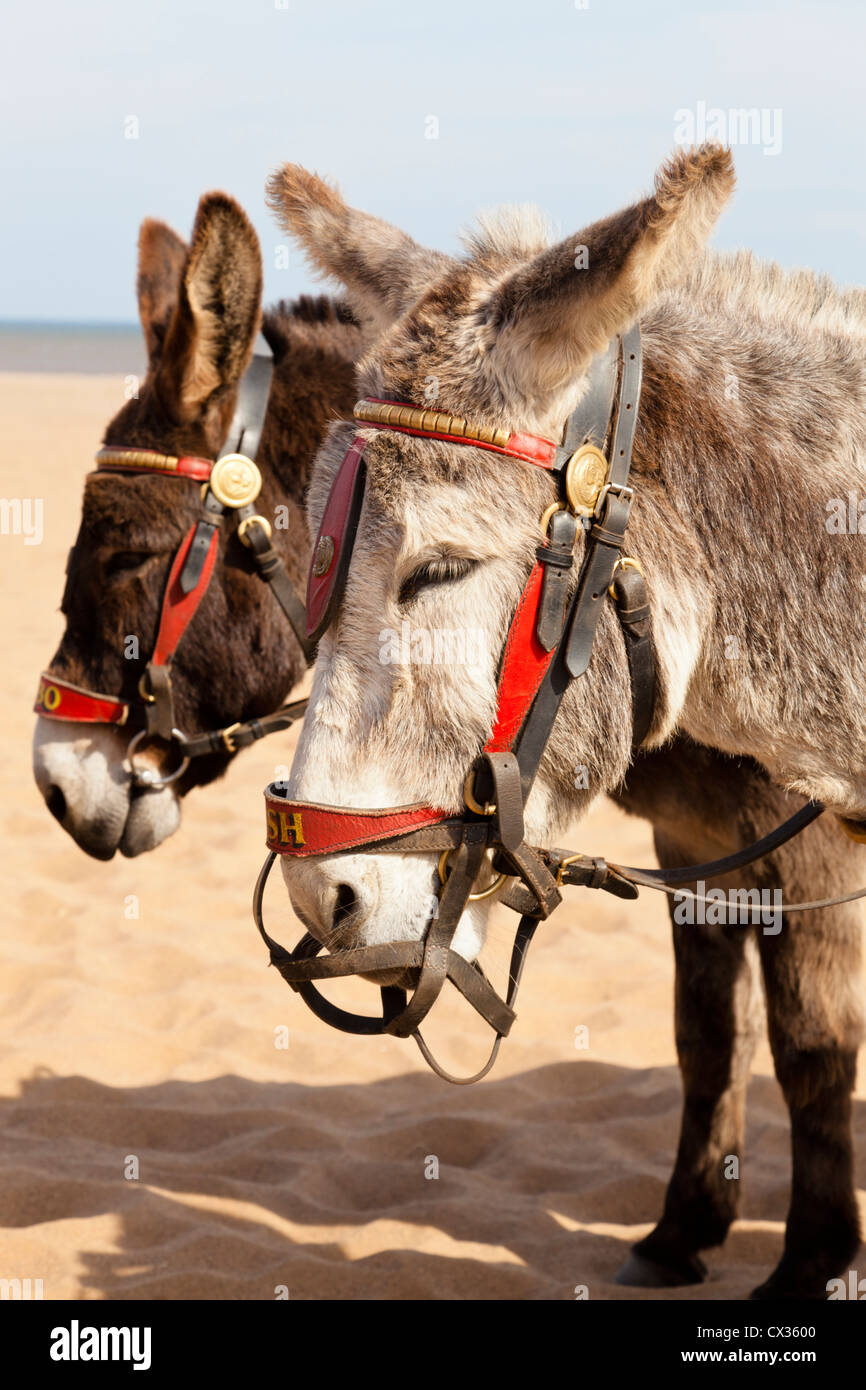 Donkeys at the seaside. Two donkeys on the beach at Skegness ...