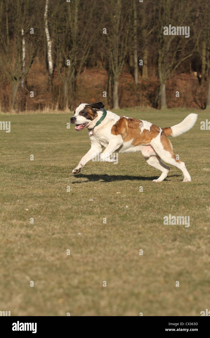 running Saint Bernard Stock Photo - Alamy