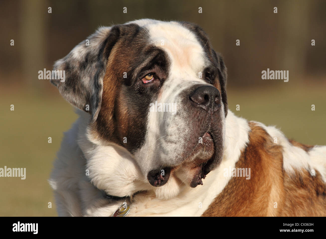 Saint Bernard Portrait Stock Photo - Alamy