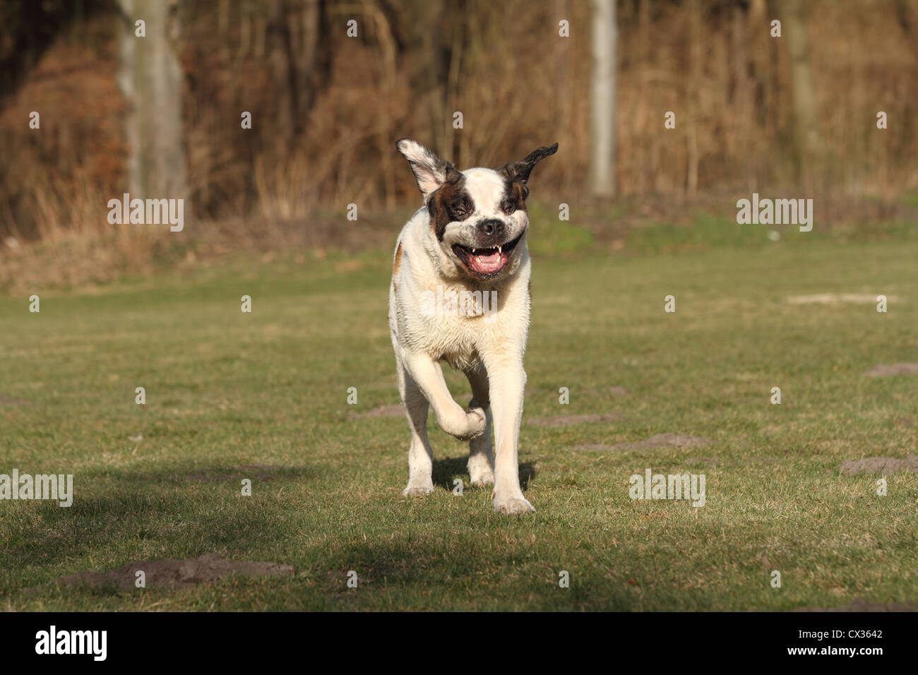running Saint Bernard Stock Photo - Alamy