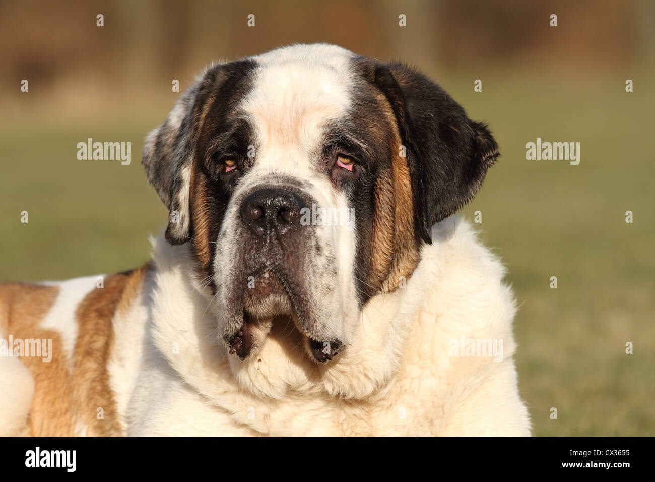 Saint Bernard Portrait Stock Photo - Alamy