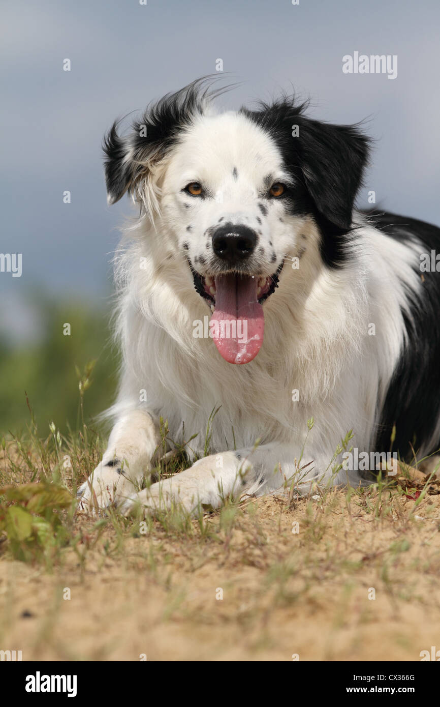 lying Border Collie Stock Photo - Alamy