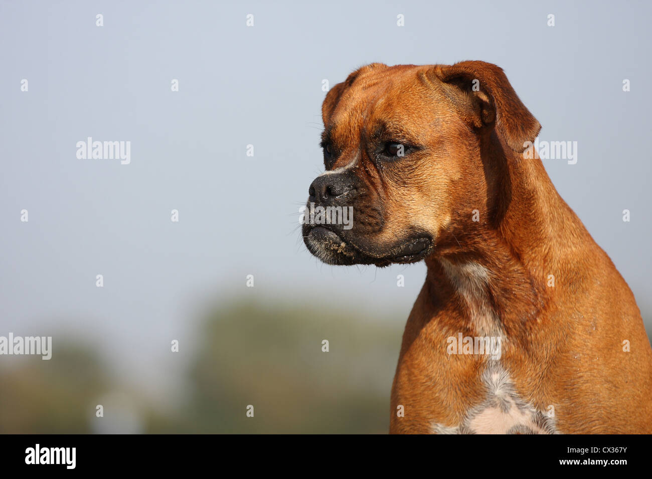 German Boxer Portrait Stock Photo - Alamy