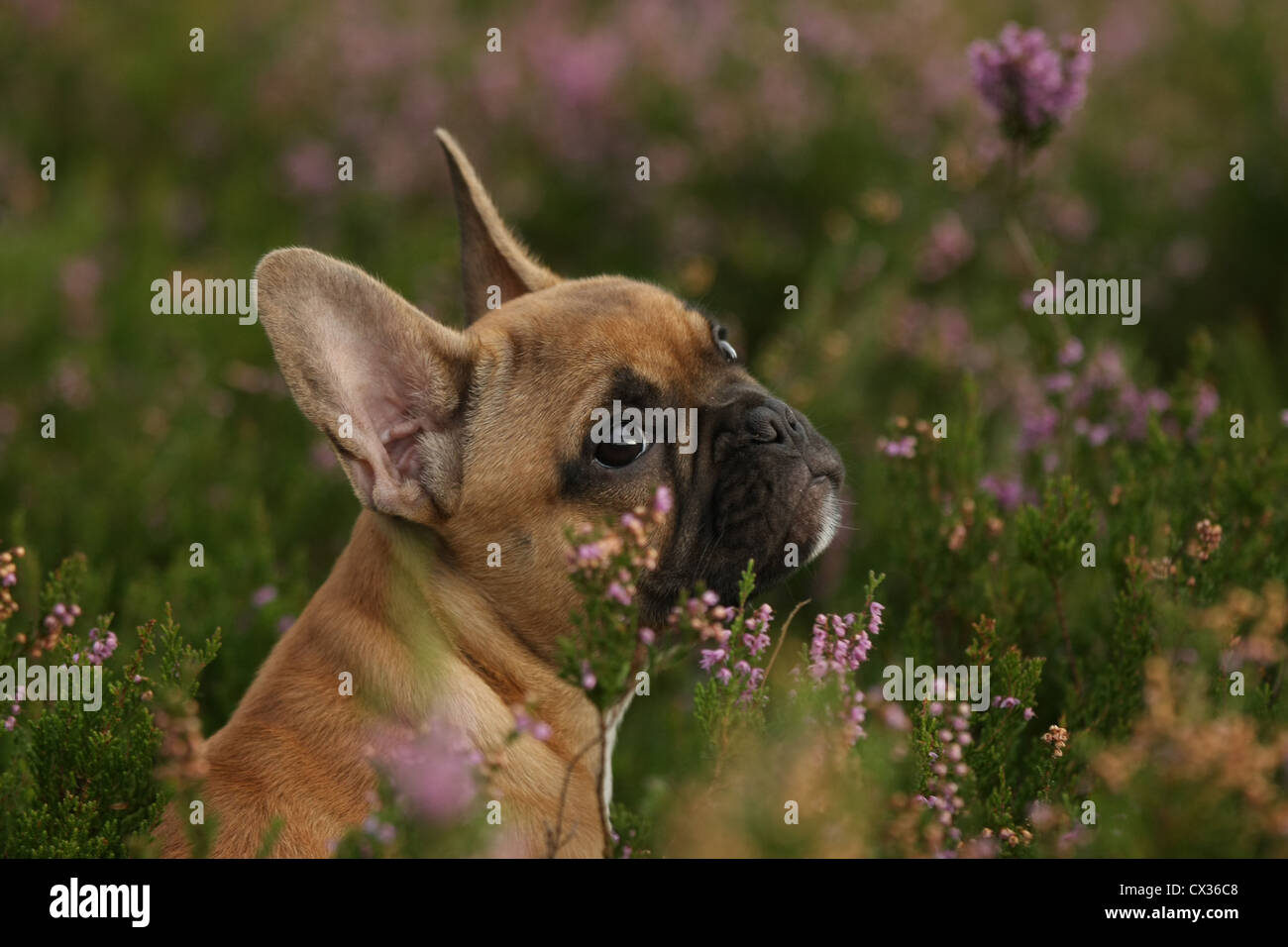 French Bulldog Portrait Stock Photo - Alamy