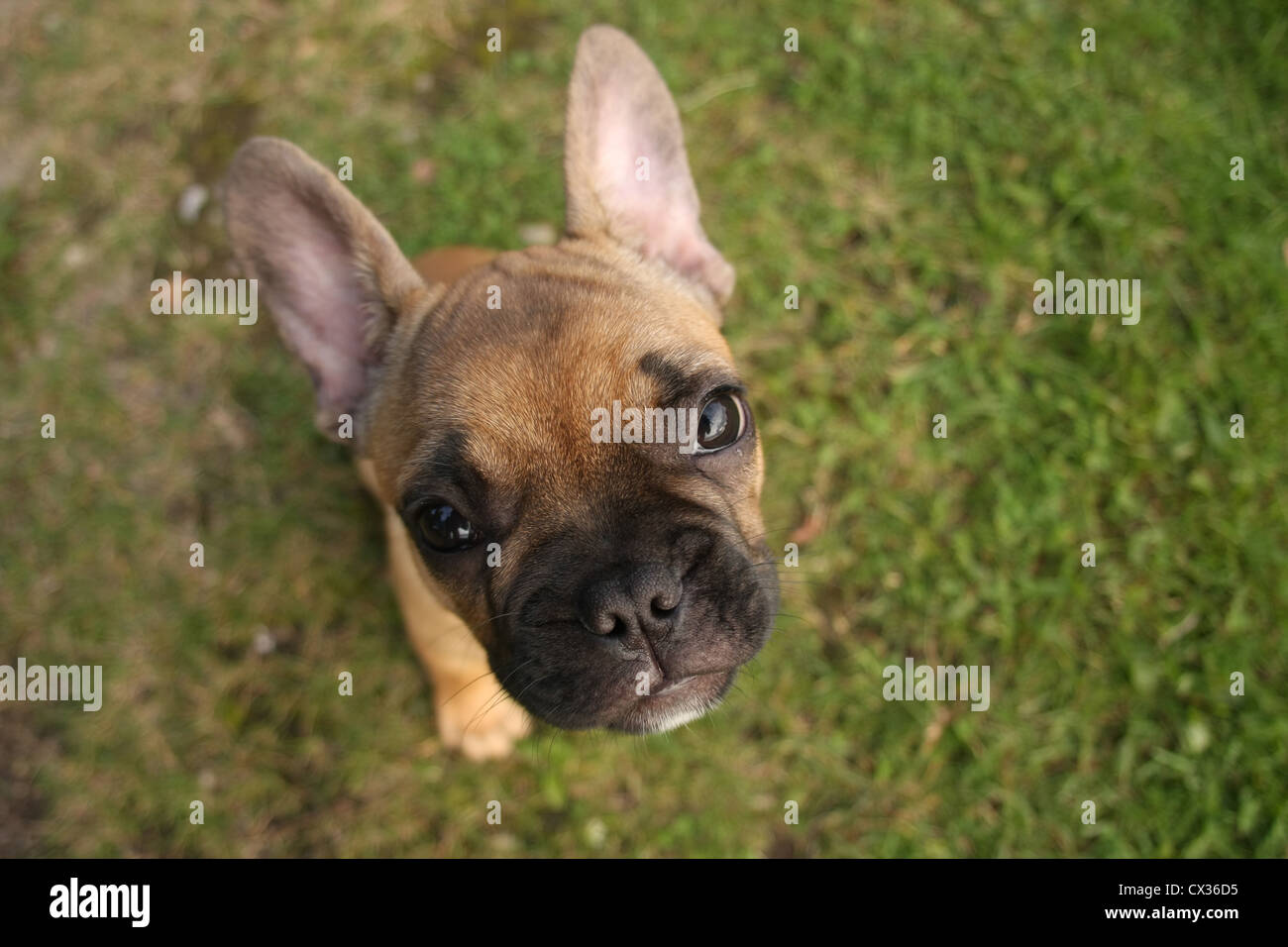 French Bulldog Portrait Stock Photo - Alamy