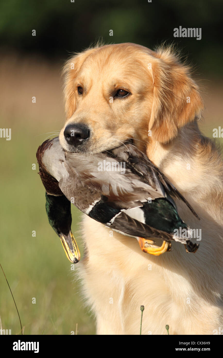 retrieving Golden Retriever Stock Photo - Alamy