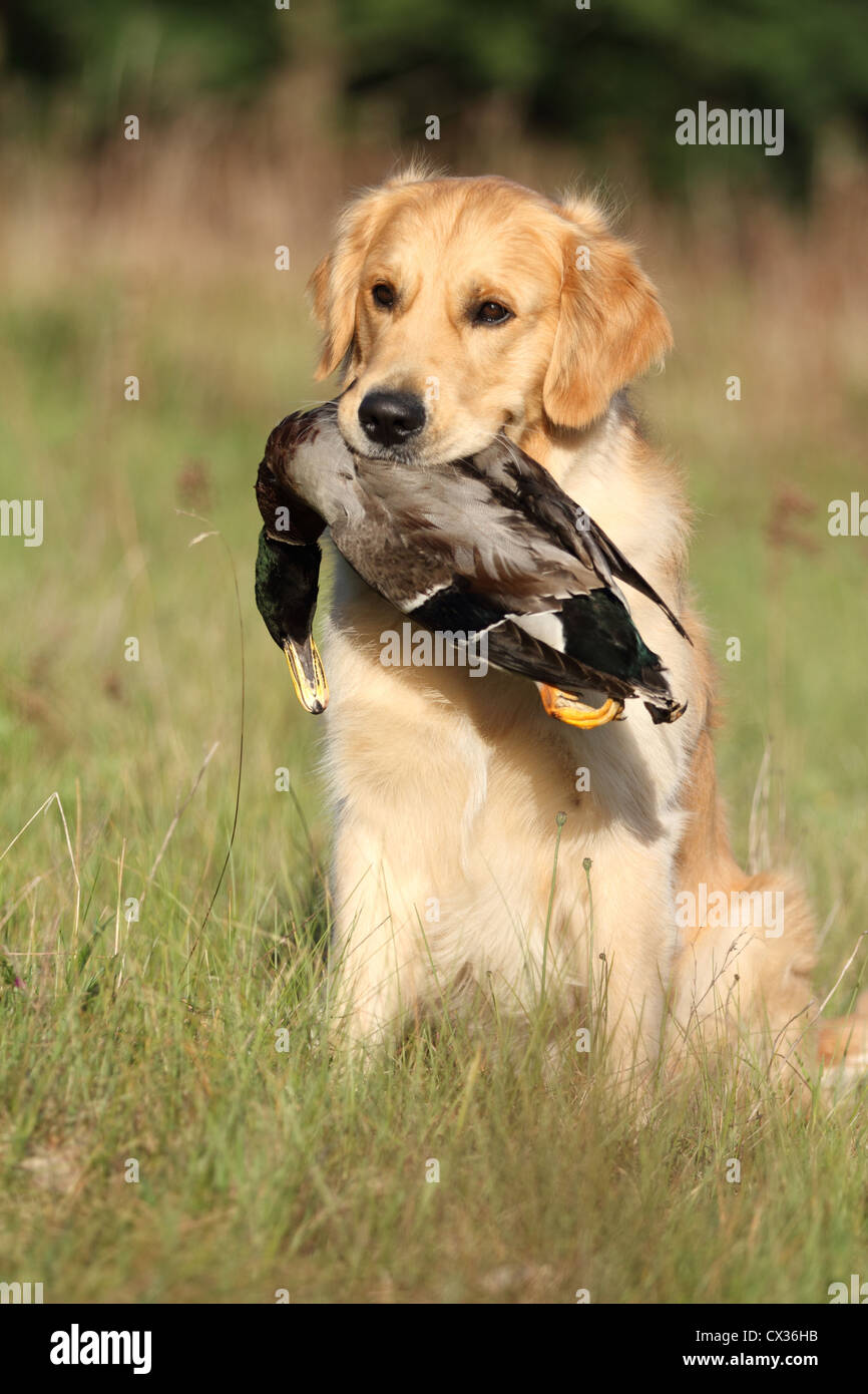 retrieving Golden Retriever Stock Photo - Alamy
