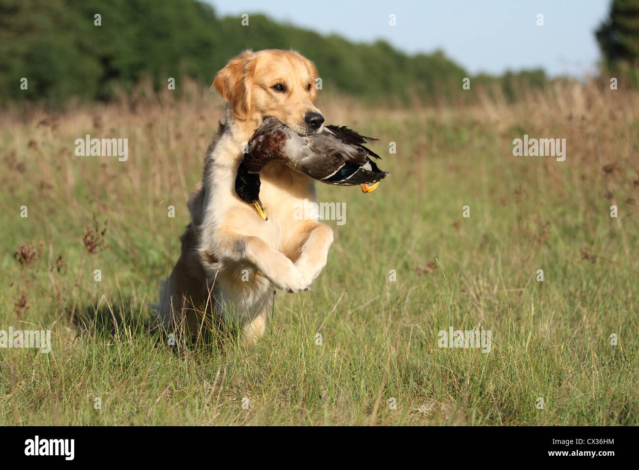 retrieving Golden Retriever Stock Photo - Alamy