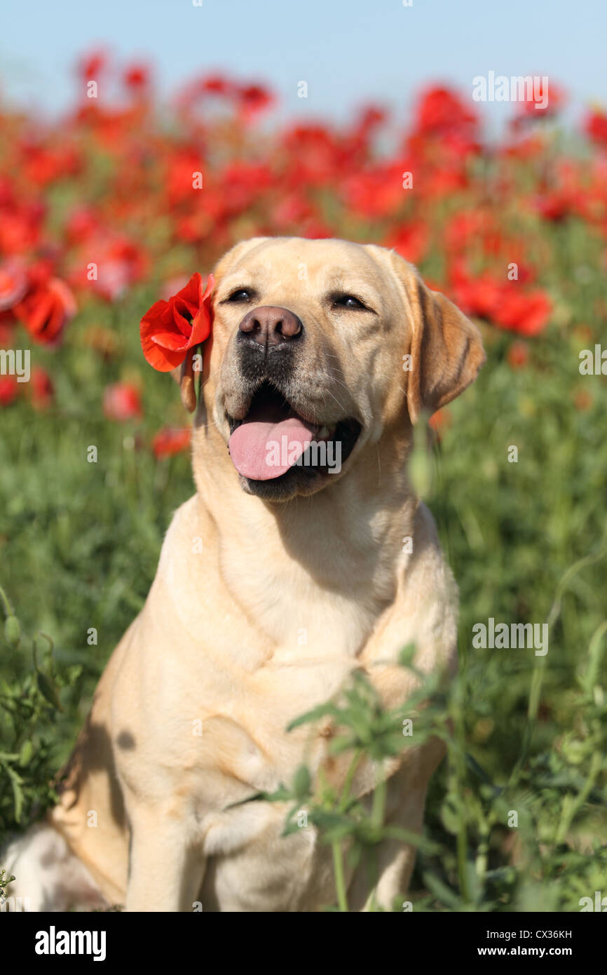 Labrador Retriever Portrait Stock Photo - Alamy
