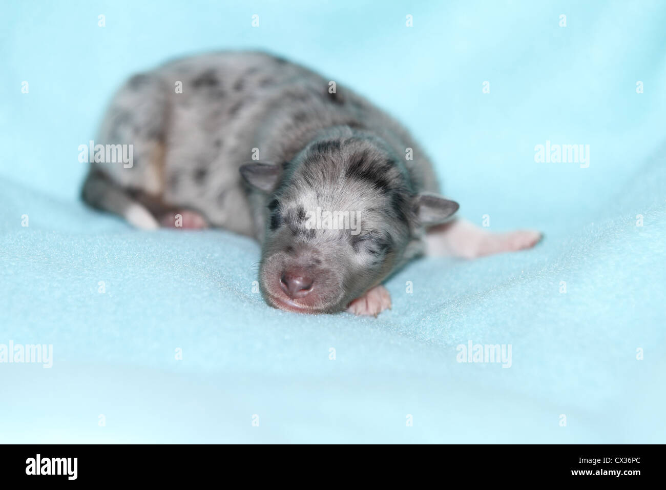 Shetland Sheepdog Baby Stock Photo - Alamy