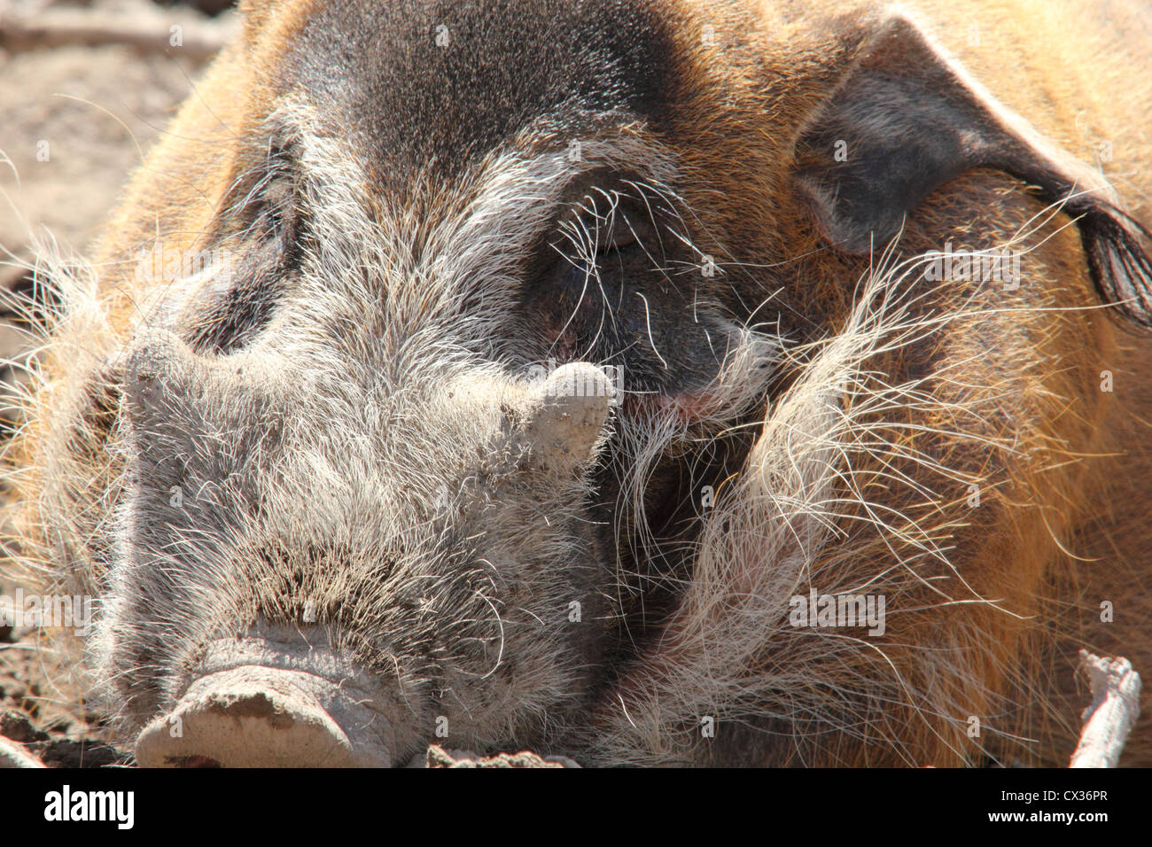 Let Sleeping Hogs Lie Stock Photo - Alamy