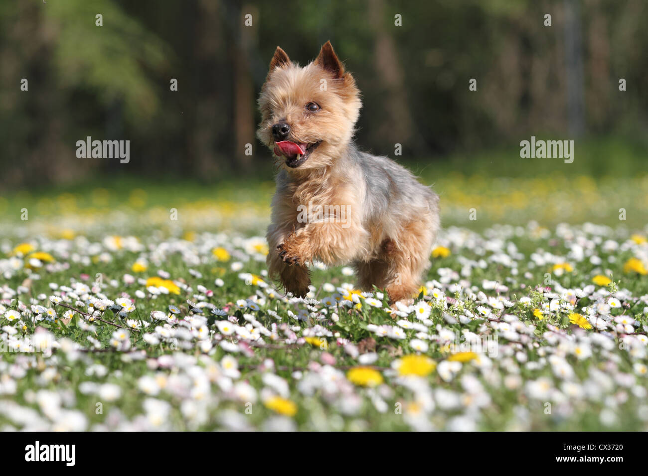 running Yorkshire Terrier Stock Photo - Alamy