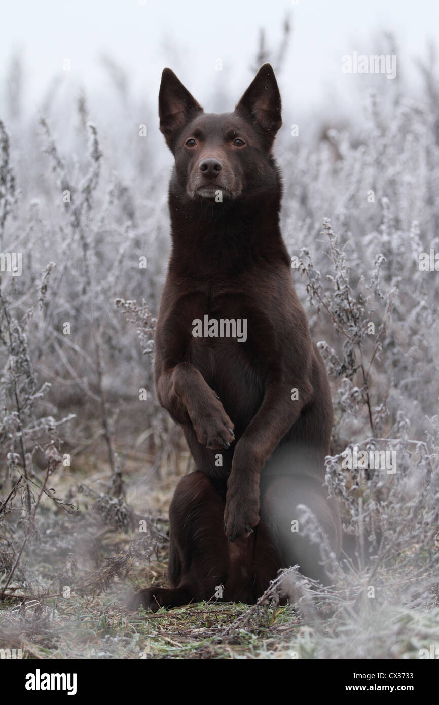 Australian Kelpie shows trick Stock Photo - Alamy