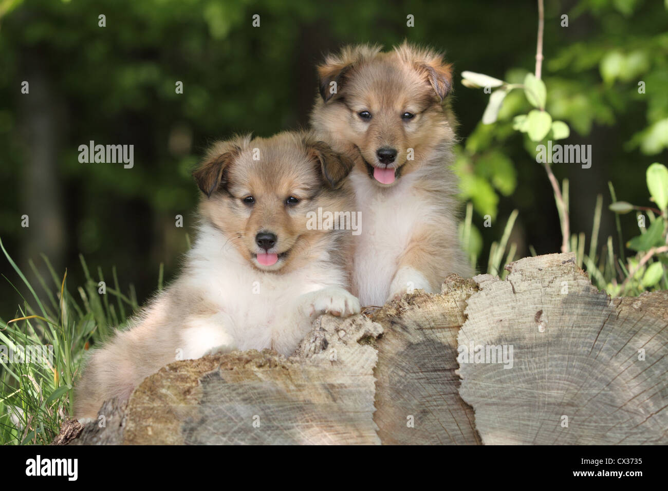 Shetland Sheepdog Puppies Stock Photo - Alamy