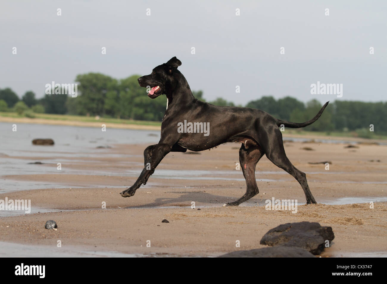 running Great Dane Stock Photo - Alamy