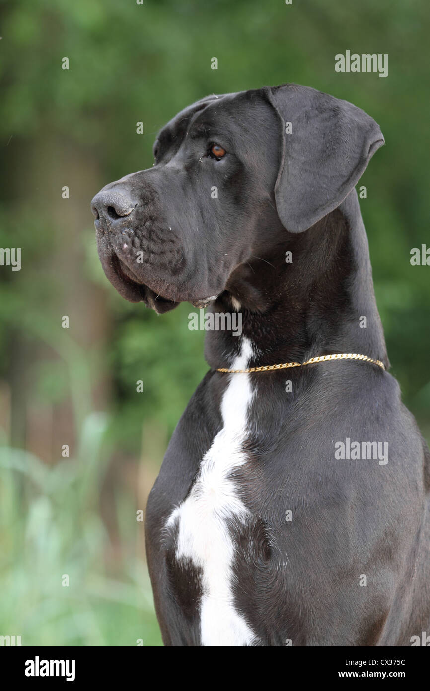 Great Dane Portrait Stock Photo - Alamy