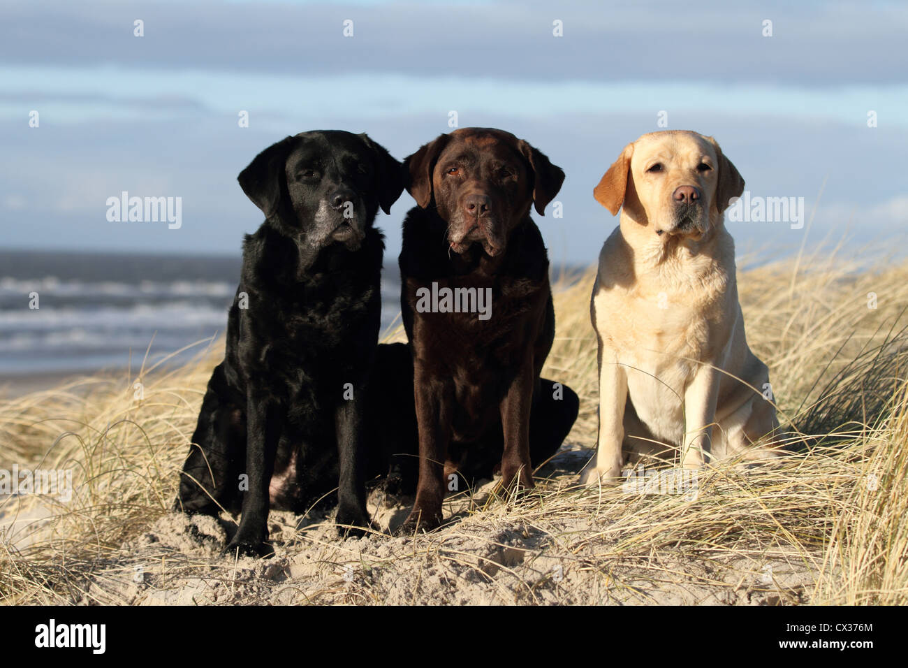 sitting Labrador Retriever Stock Photo - Alamy