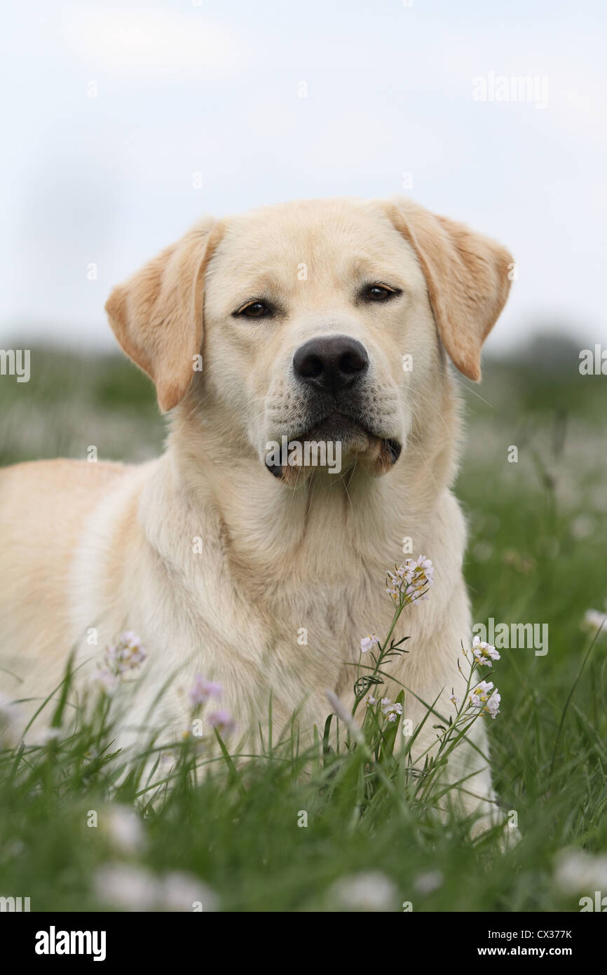 lying Labrador Retriever Stock Photo - Alamy