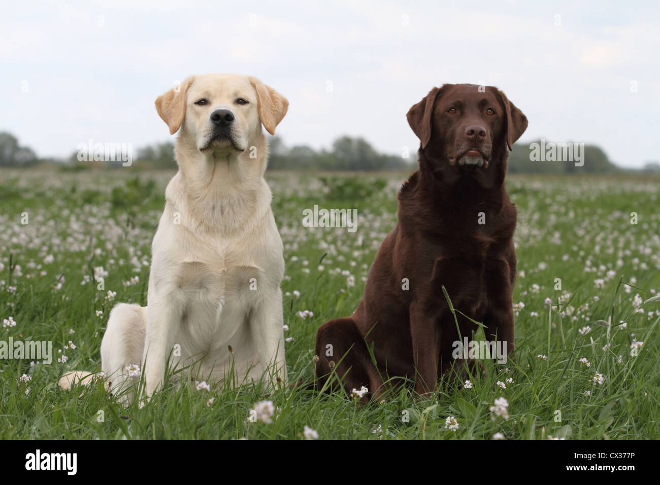 sitting Labrador Retriever Stock Photo - Alamy