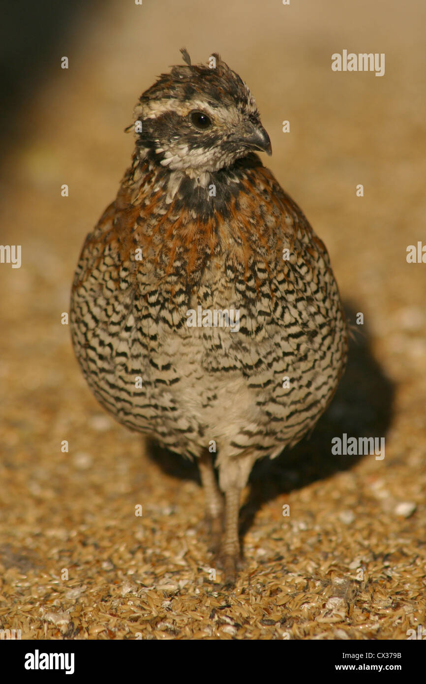 Bobwhite quails hi-res stock photography and images - Alamy