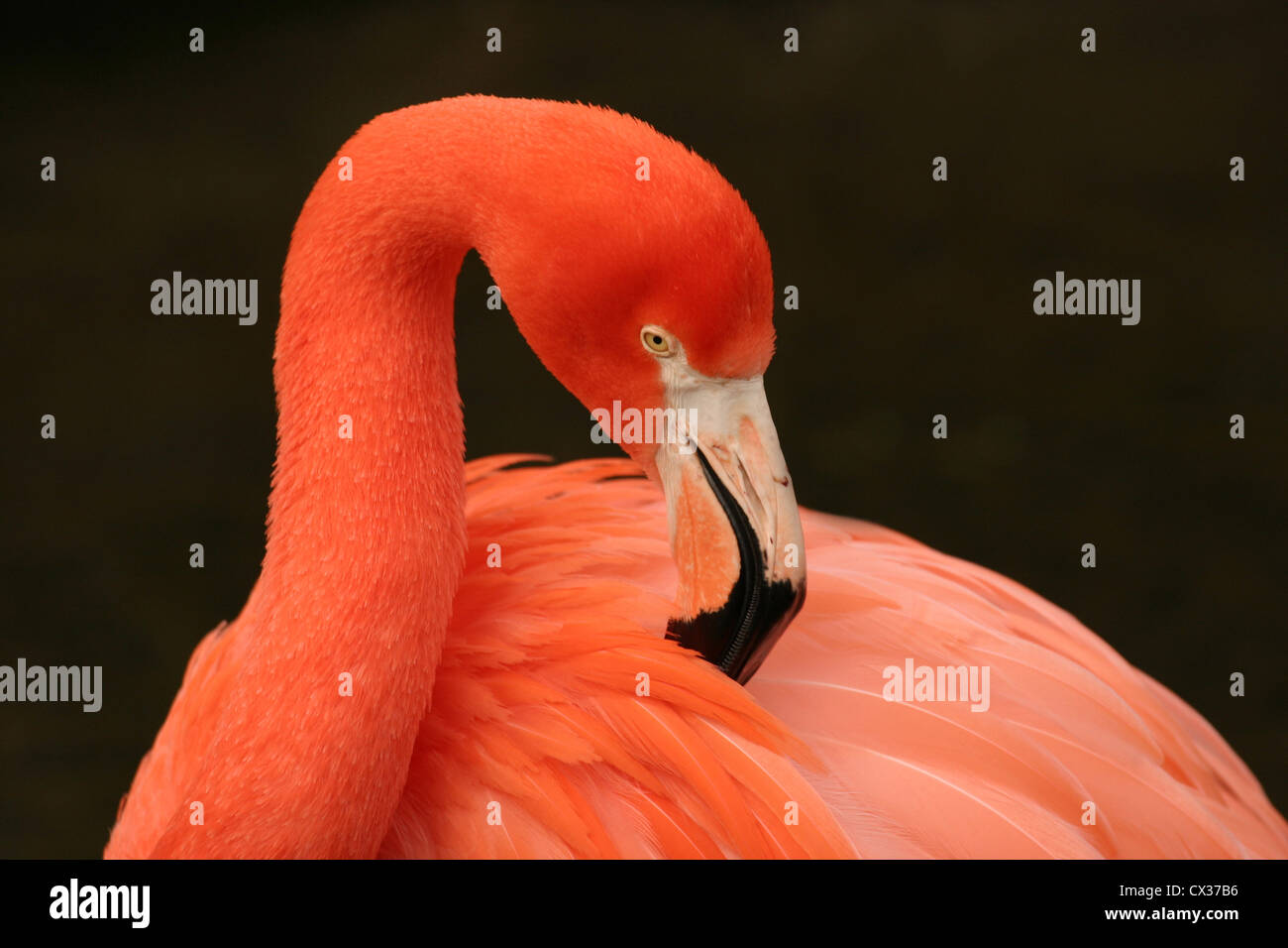 Flamingo cleaning hi-res stock photography and images - Alamy