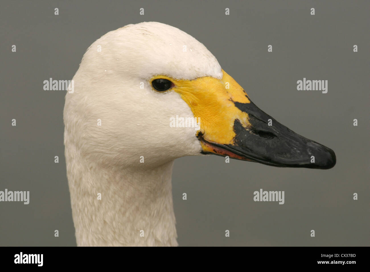 Side view of swan hi-res stock photography and images - Alamy