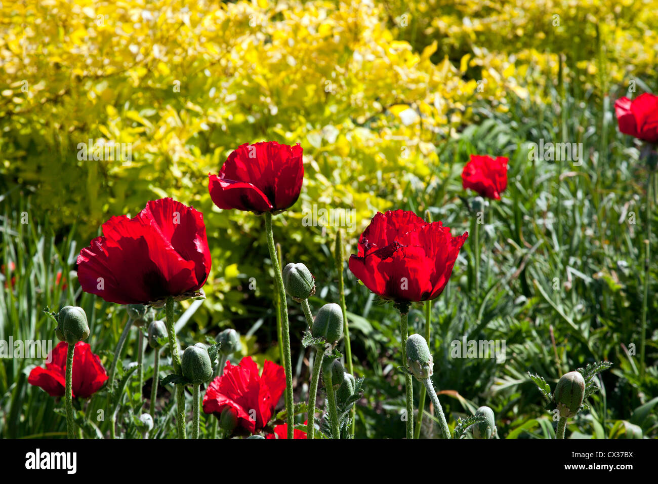 Ornamental poppies (Papaver orientalis) in Red and Lime beds at Holt ...