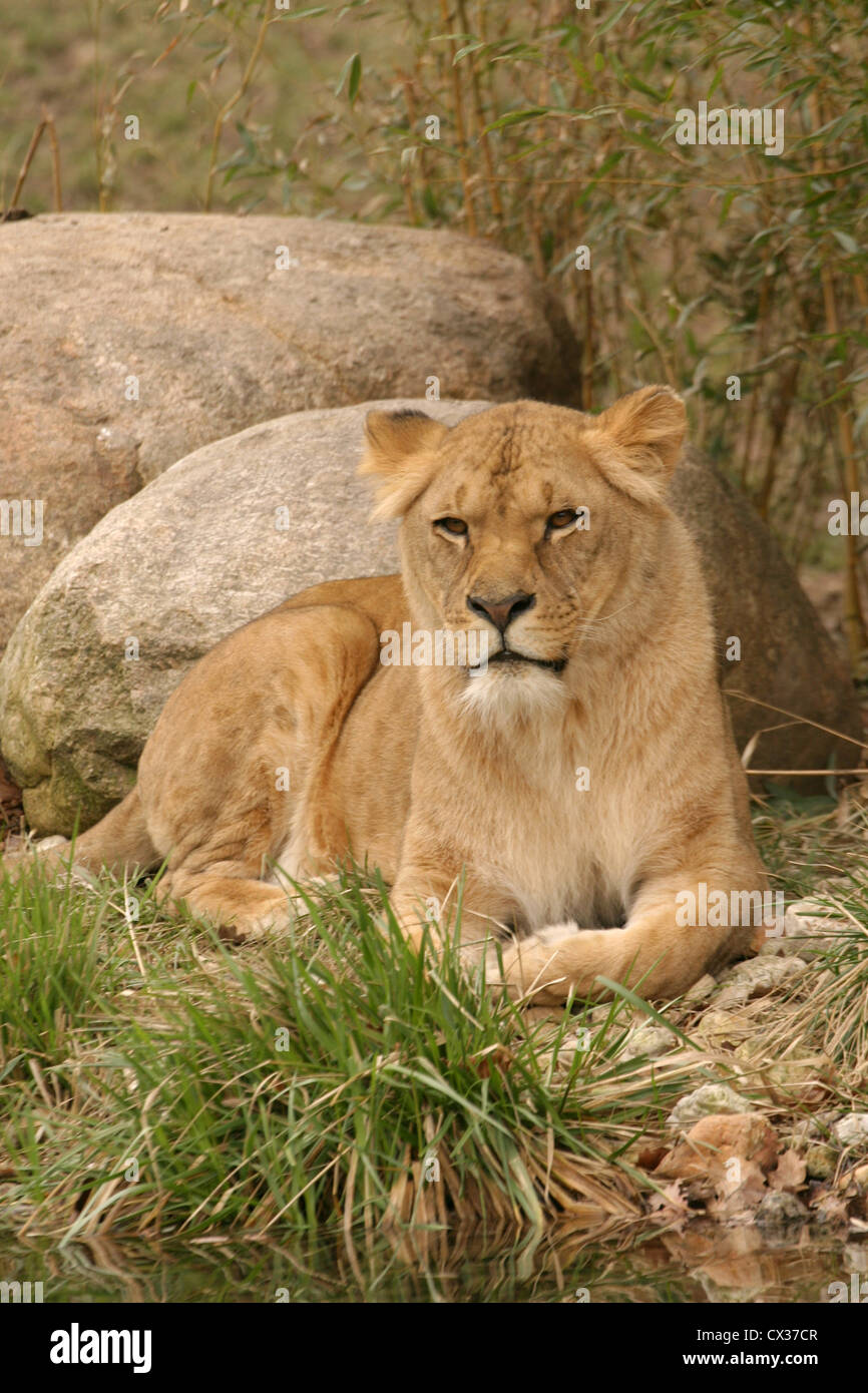Sea lioness hi-res stock photography and images - Alamy