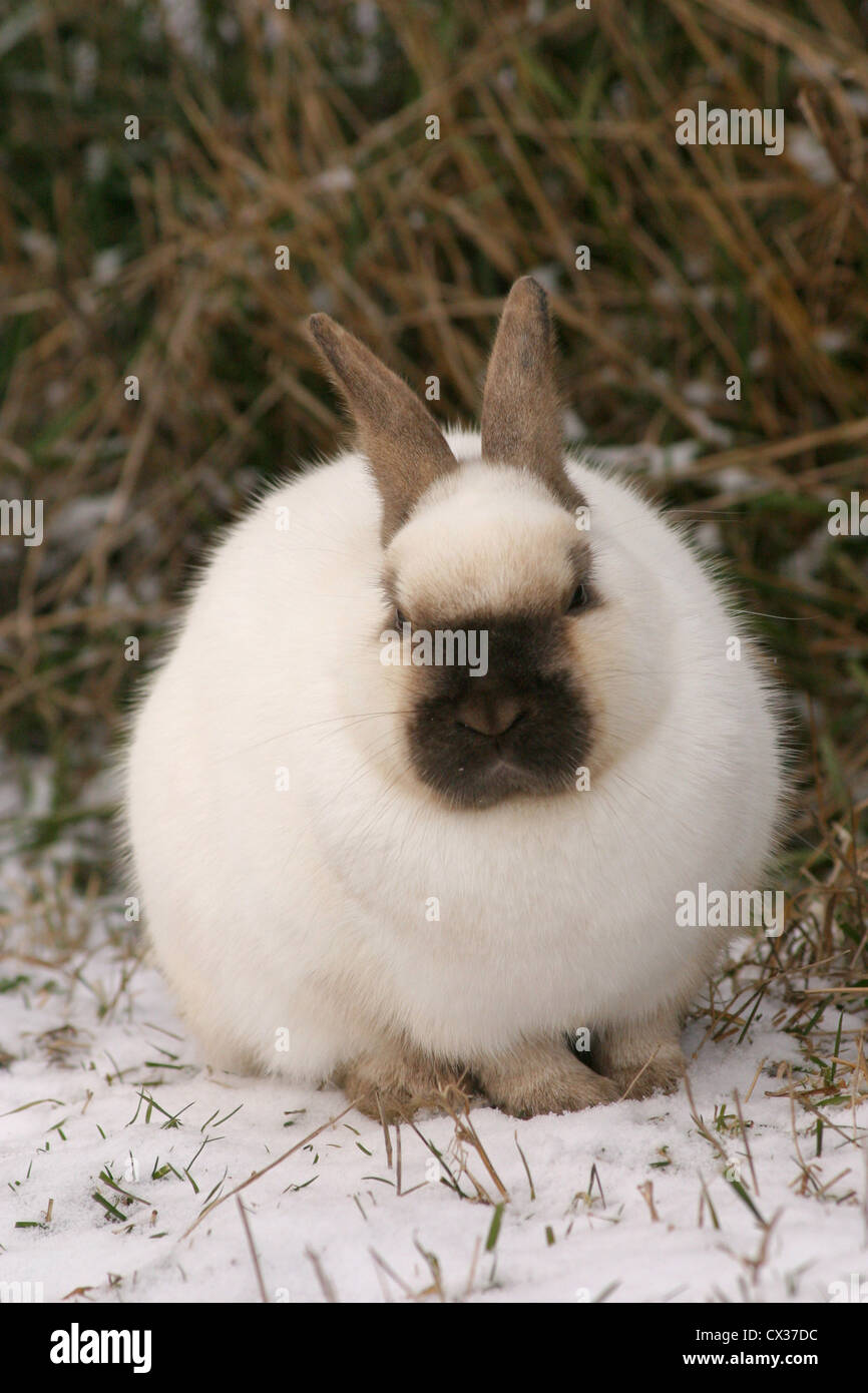 Light pygmy hi-res stock photography and images - Alamy