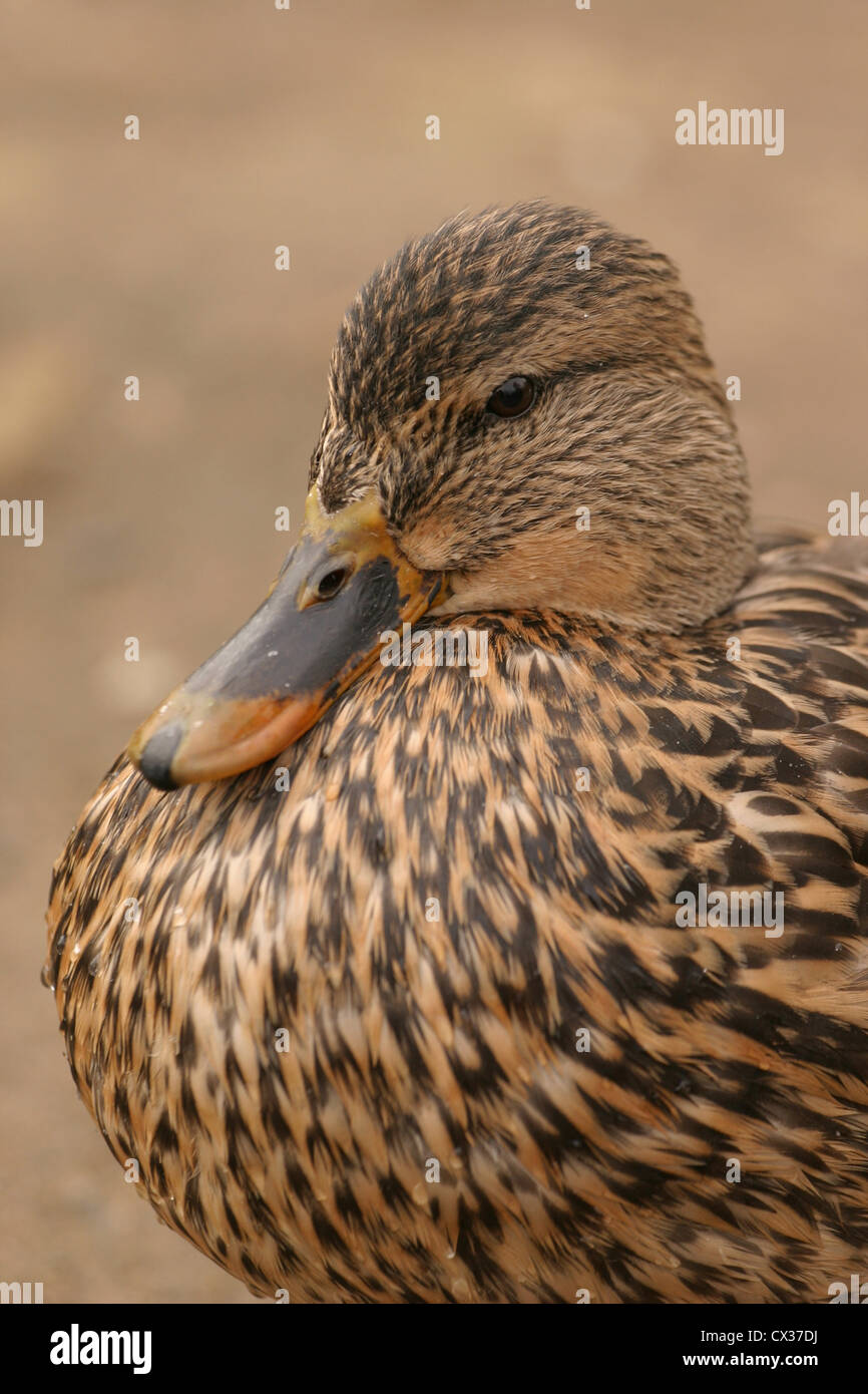 Mallard duck size hi-res stock photography and images - Alamy