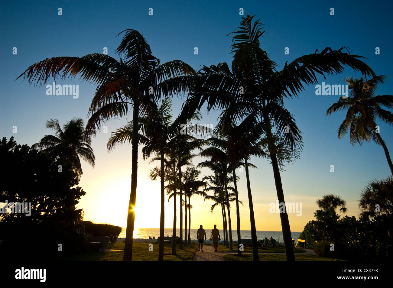 Naples florida usa palm trees hi-res stock photography and images - Alamy