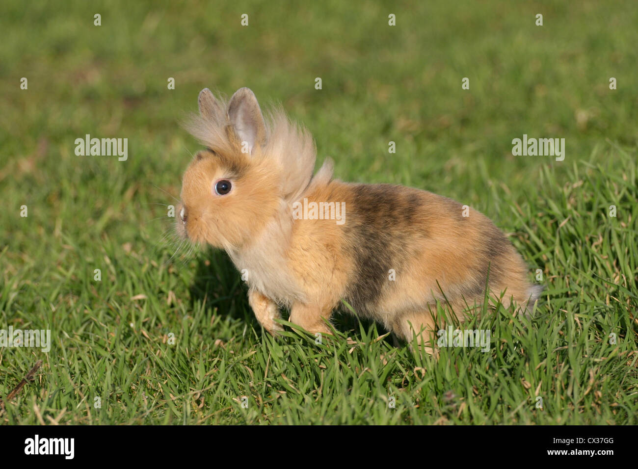 Bunny rabbit running hi-res stock photography and images - Alamy