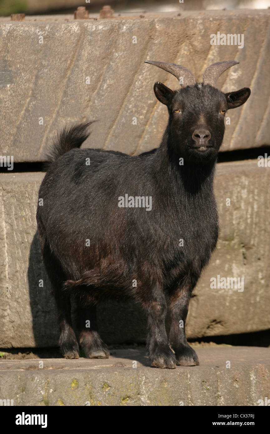 Miniature goats hi-res stock photography and images - Alamy