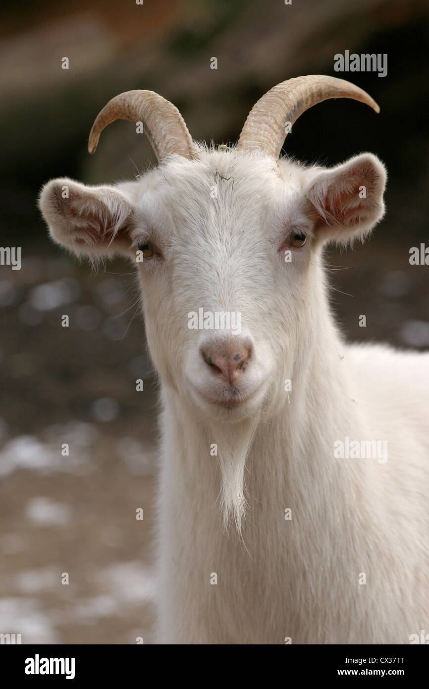 Goatbeards hi-res stock photography and images - Alamy