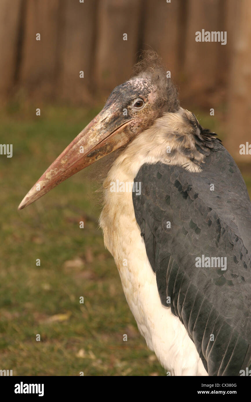 Marabous hi-res stock photography and images - Alamy