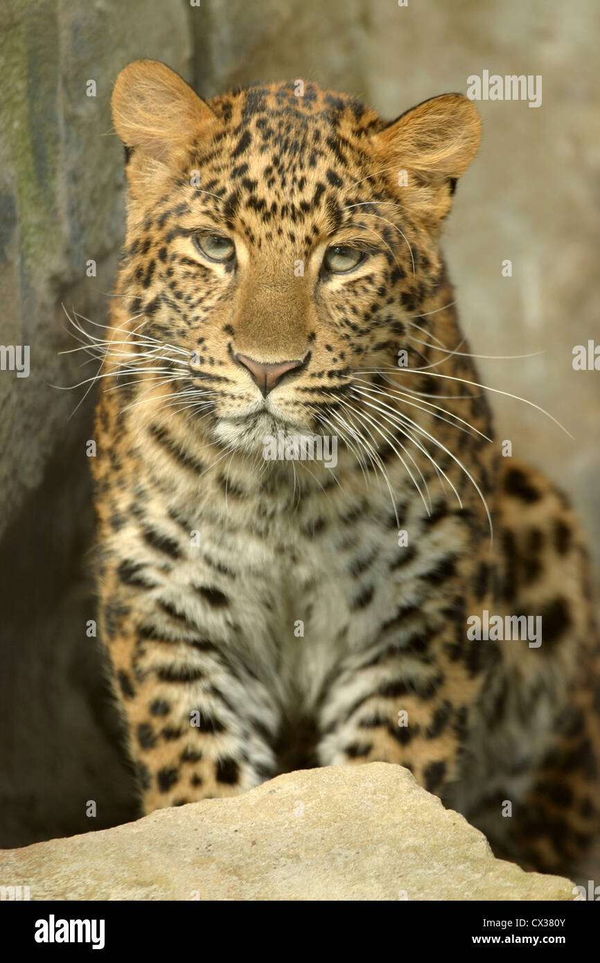 North china leopard hi-res stock photography and images - Alamy