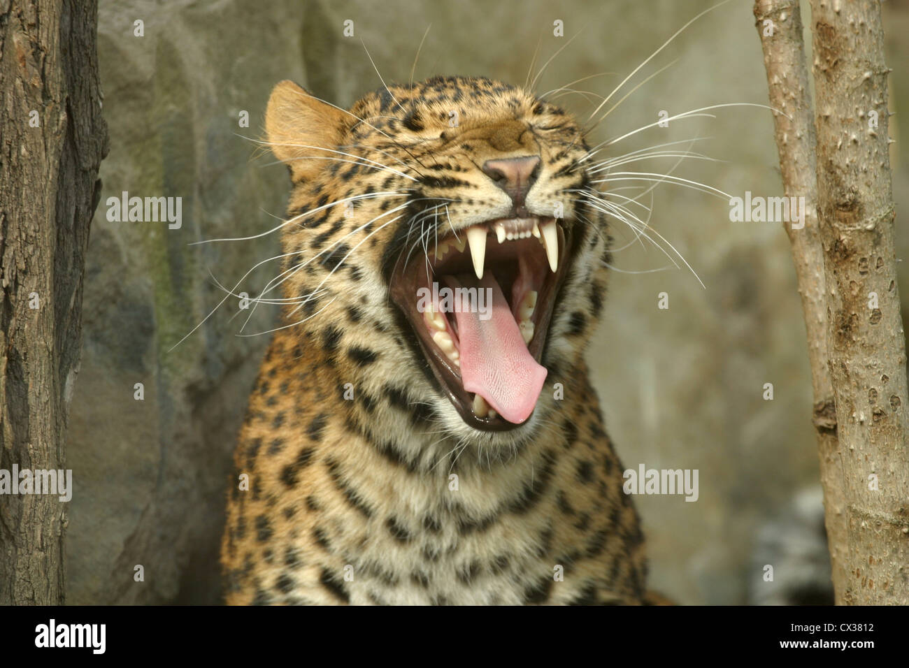 north china leopard Stock Photo - Alamy